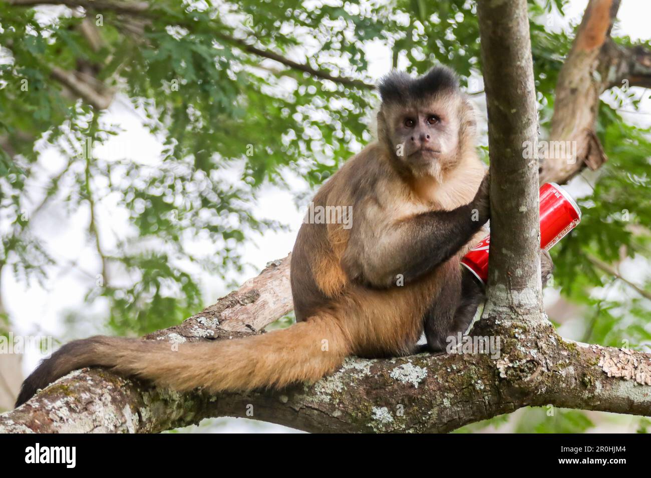 Closeup of tufted capuchin monkey (Sapajus apella), capuchin monkey ...