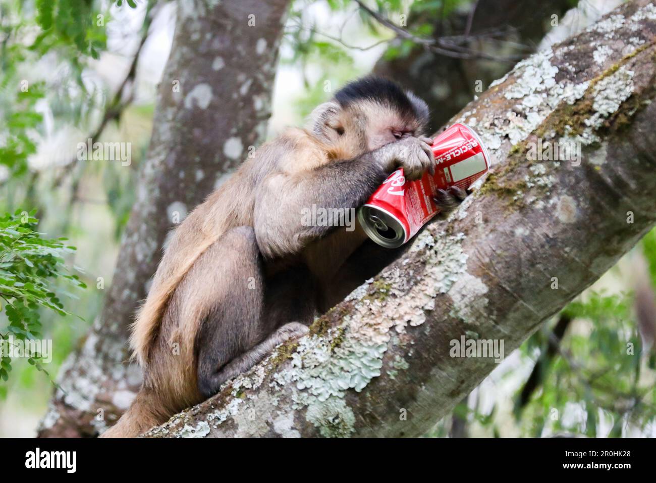 Closeup of tufted capuchin monkey (Sapajus apella), capuchin monkey ...