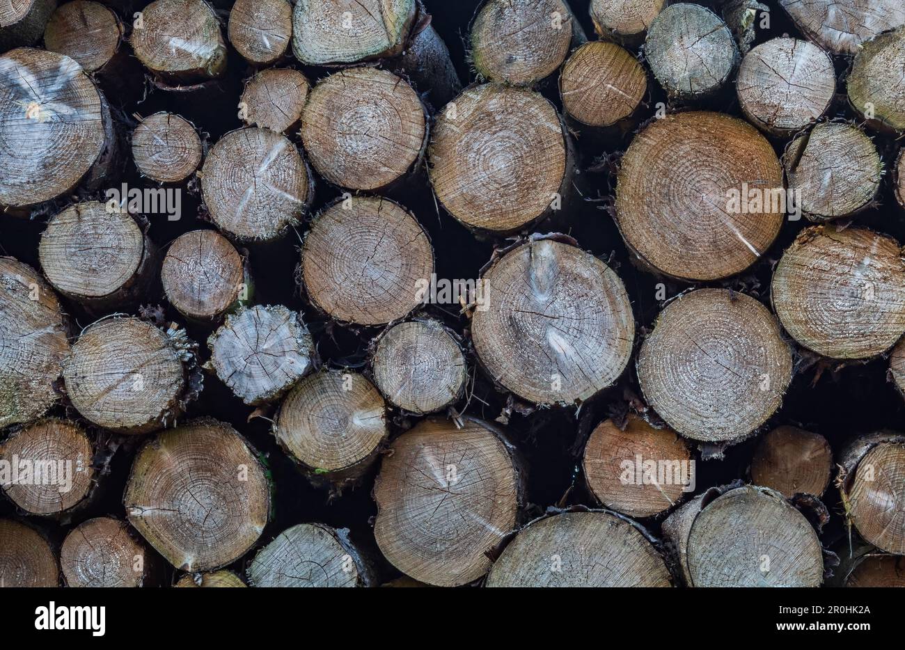 Trees Chopped Down And Stacked Stock Photo - Alamy