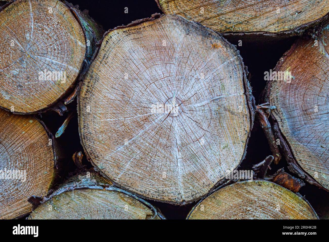 Trees Chopped Down And Stacked Stock Photo - Alamy
