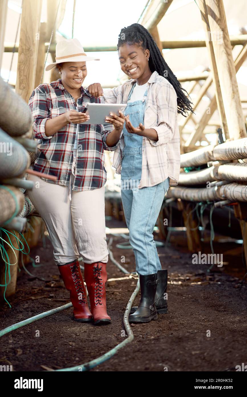 Cheerful farmers in a greenhouse. African american farmers ...