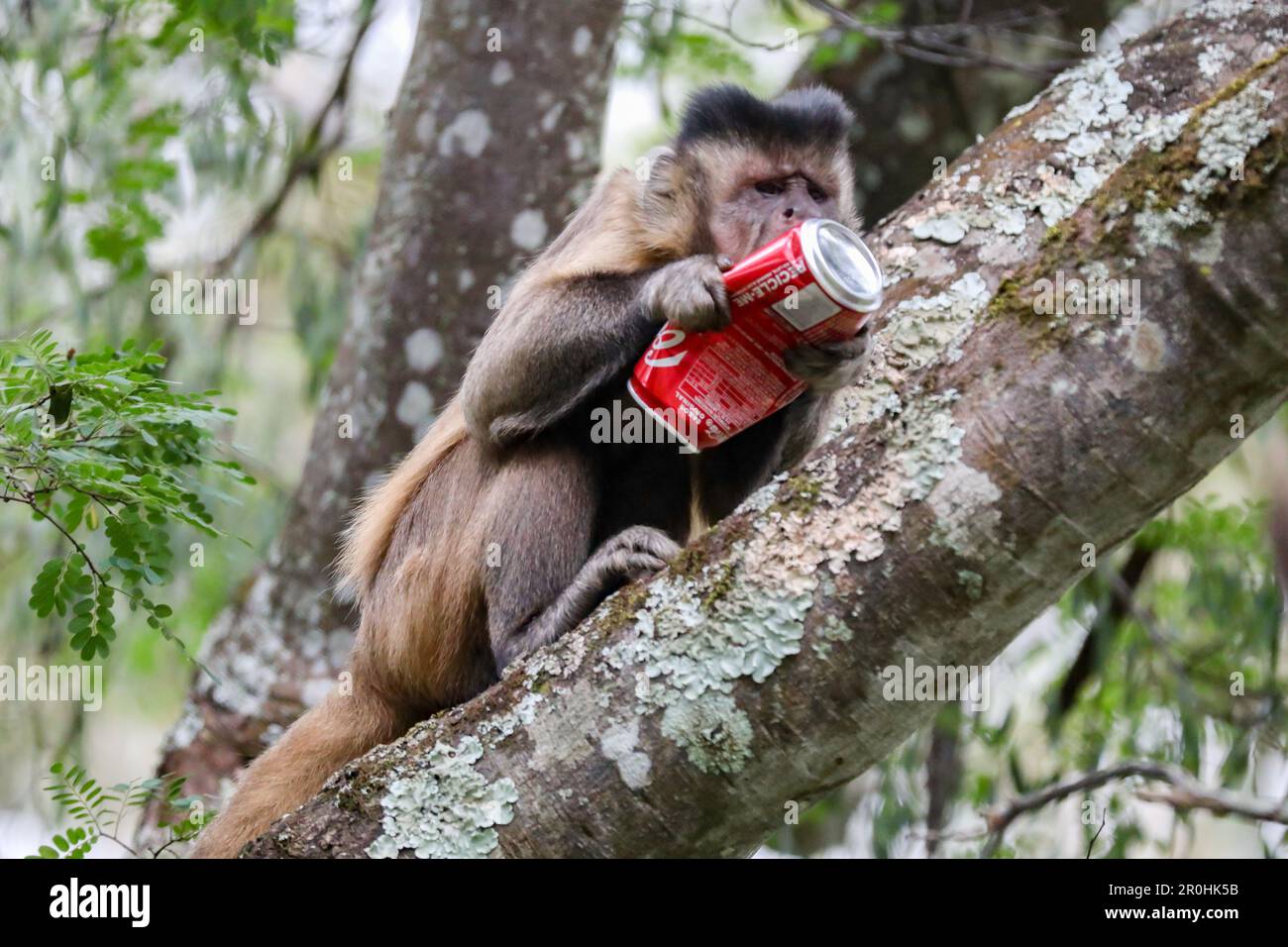 Closeup of tufted capuchin monkey (Sapajus apella), capuchin monkey ...