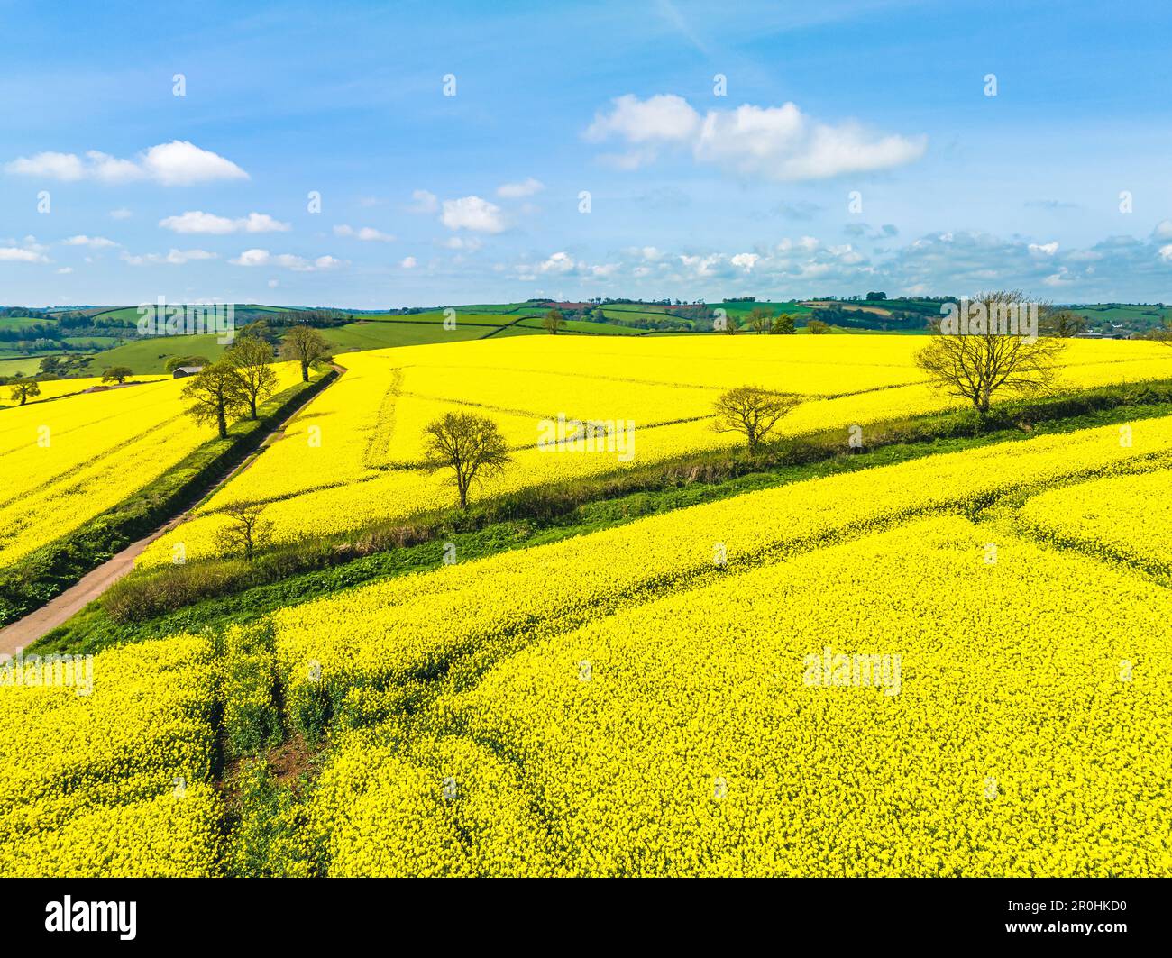 Rapeseed fields and farms from a drone, Devon, England Stock Photo - Alamy