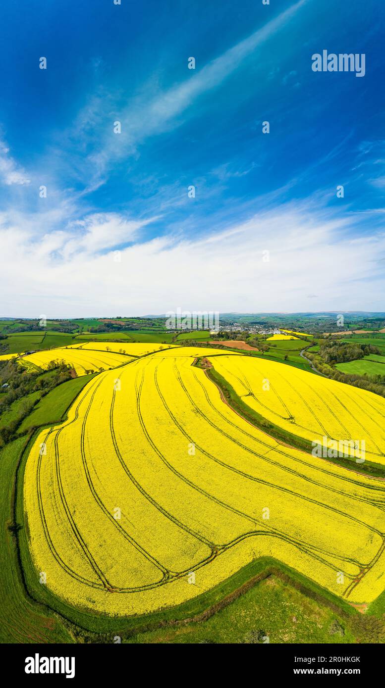 Rapeseed fields and farms from a drone, Devon, England Stock Photo - Alamy