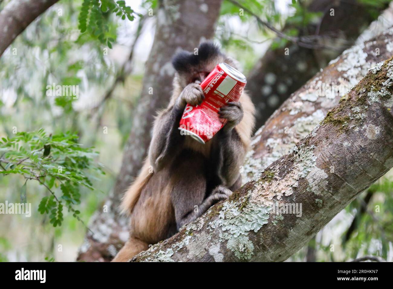 Closeup of tufted capuchin monkey (Sapajus apella), capuchin monkey ...