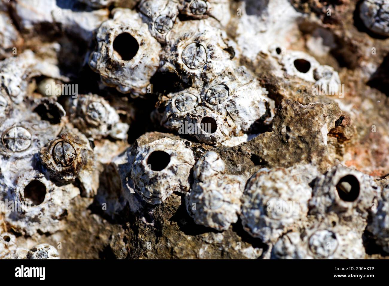 Sea rocks close up nature background high quality metal prints summer ...