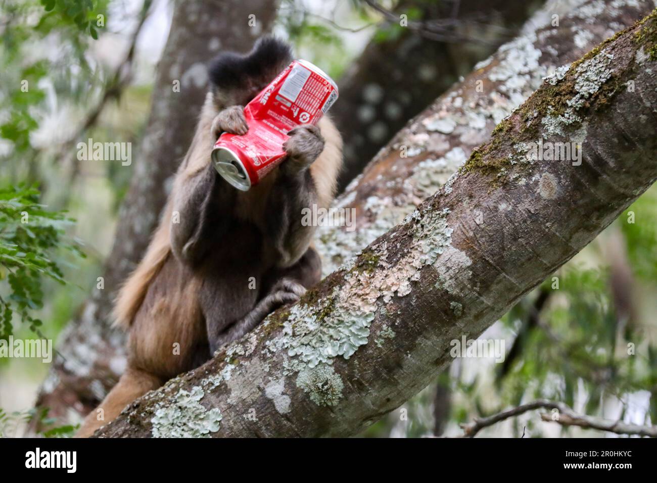 Closeup of tufted capuchin monkey (Sapajus apella), capuchin monkey ...