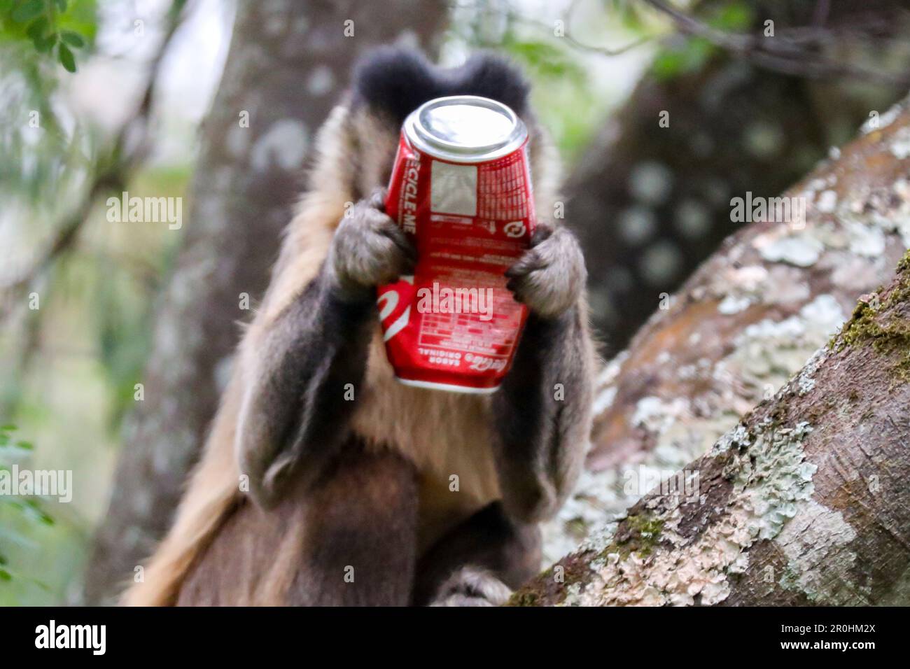 Closeup of tufted capuchin monkey (Sapajus apella), capuchin monkey ...