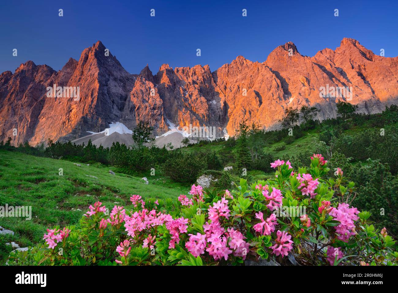 Alpine roses in blossom with Laliderer face in alpenglow, Laliderer ...