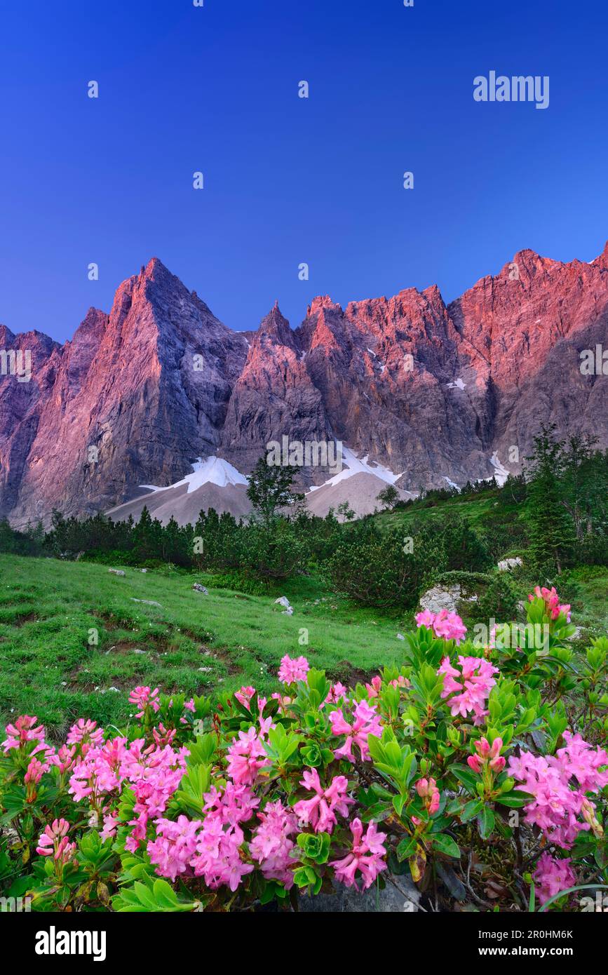 Alpine roses in blossom with Laliderer face in alpenglow, Laliderer ...