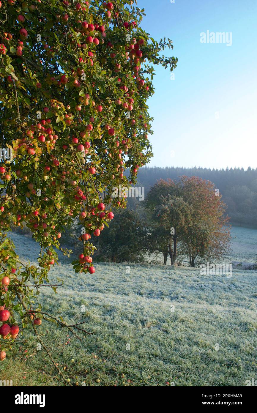 Apple tree with ripe apples and pastures covered with frost and hills ...