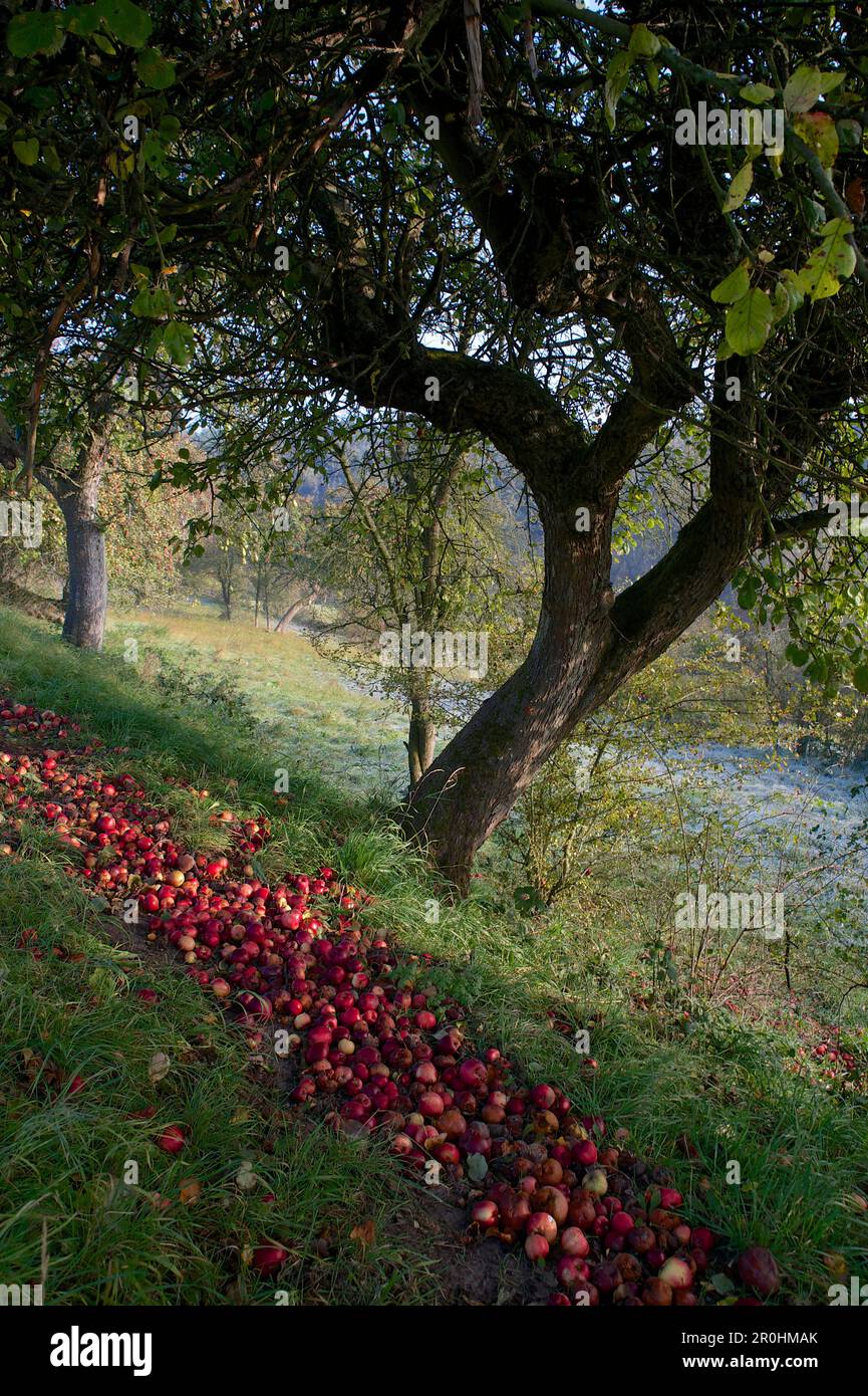 Apple tree with ripe apples covering a foot path and pastures covered ...