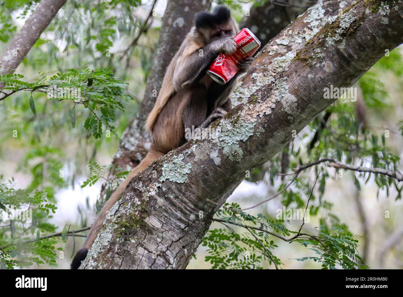 Closeup of tufted capuchin monkey (Sapajus apella), capuchin monkey ...
