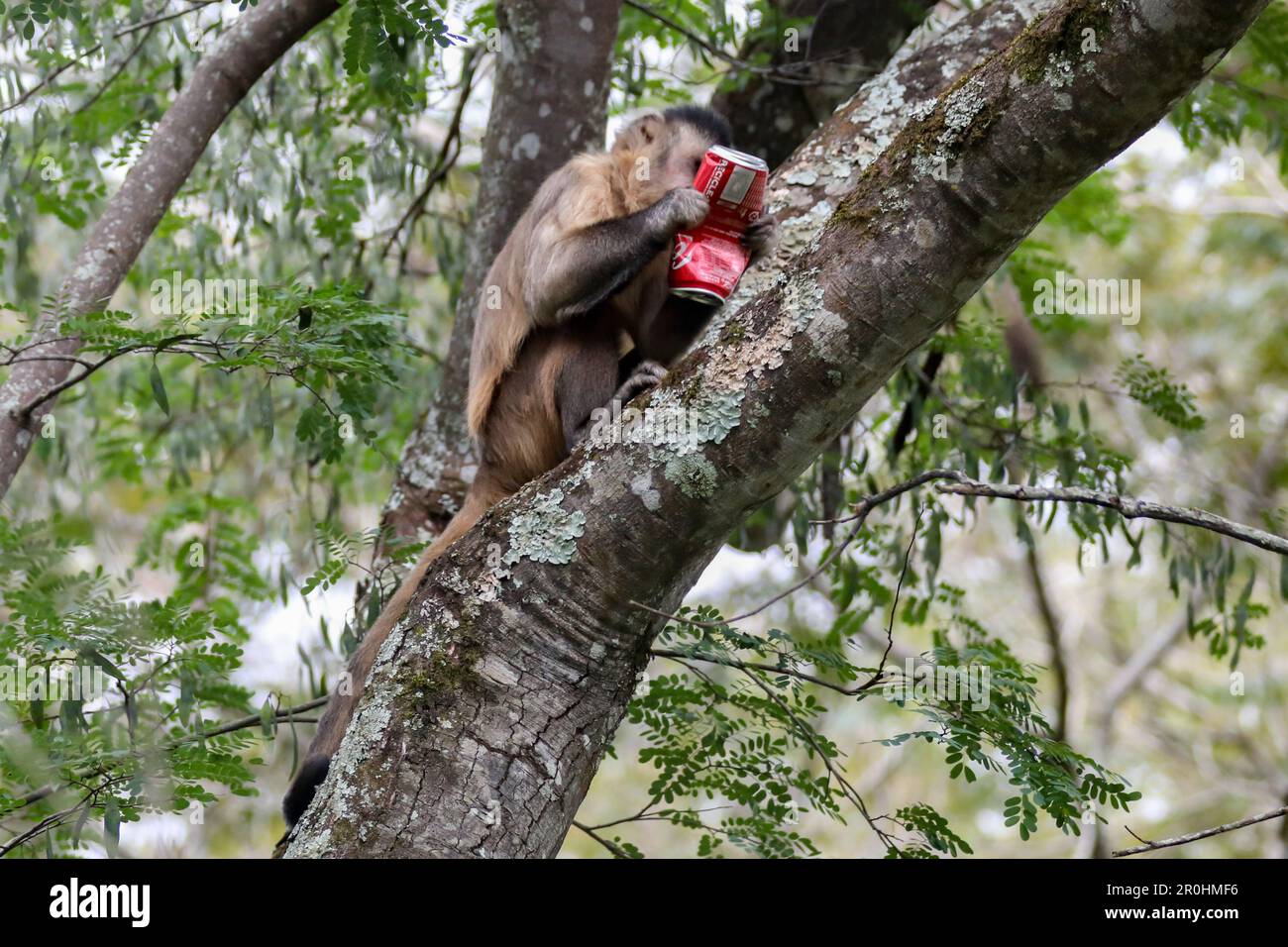 Closeup of tufted capuchin monkey (Sapajus apella), capuchin monkey ...