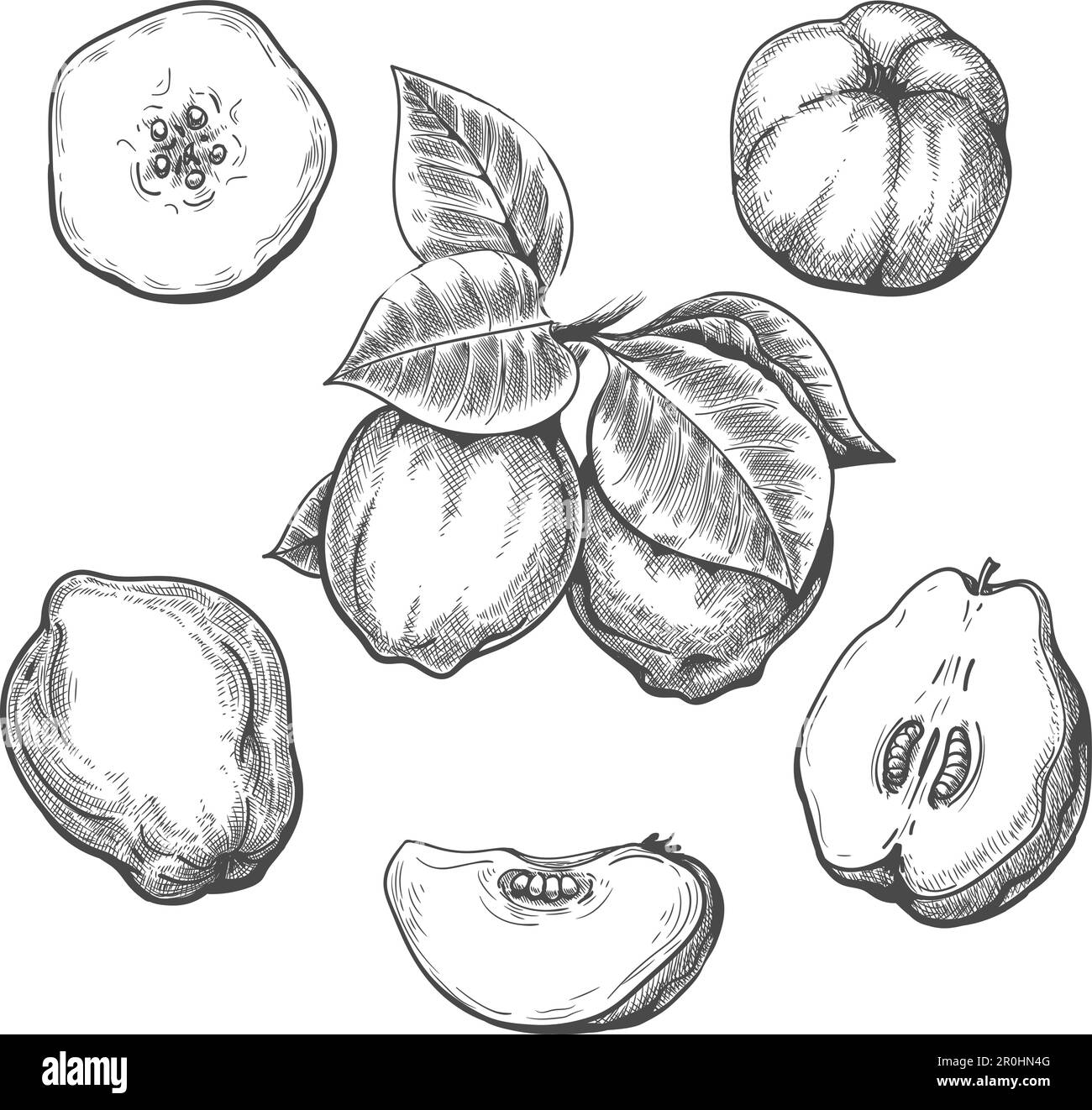 Quince black Stock Vector Images - Alamy