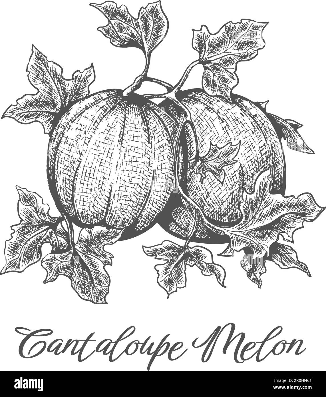 Rockmelon Stock Vector Images - Alamy