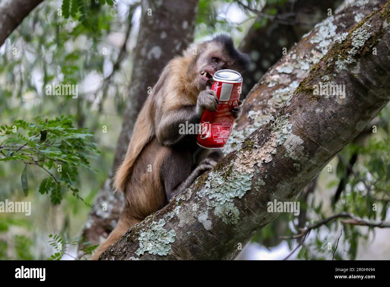 Closeup of tufted capuchin monkey (Sapajus apella), capuchin monkey ...