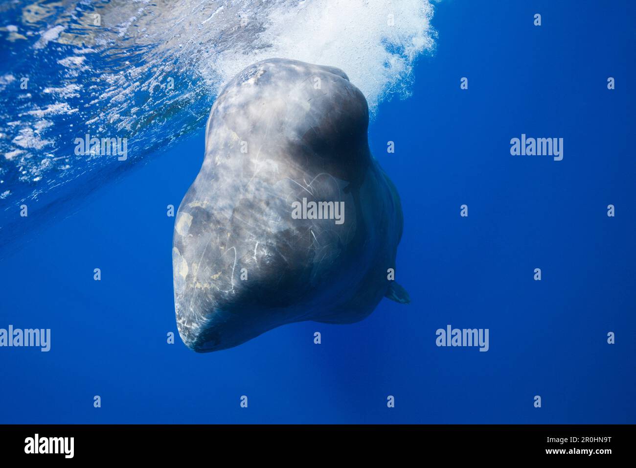 Sperm Whale, Physeter macrocephalus, Tenerife, Canary Islands, Spain ...