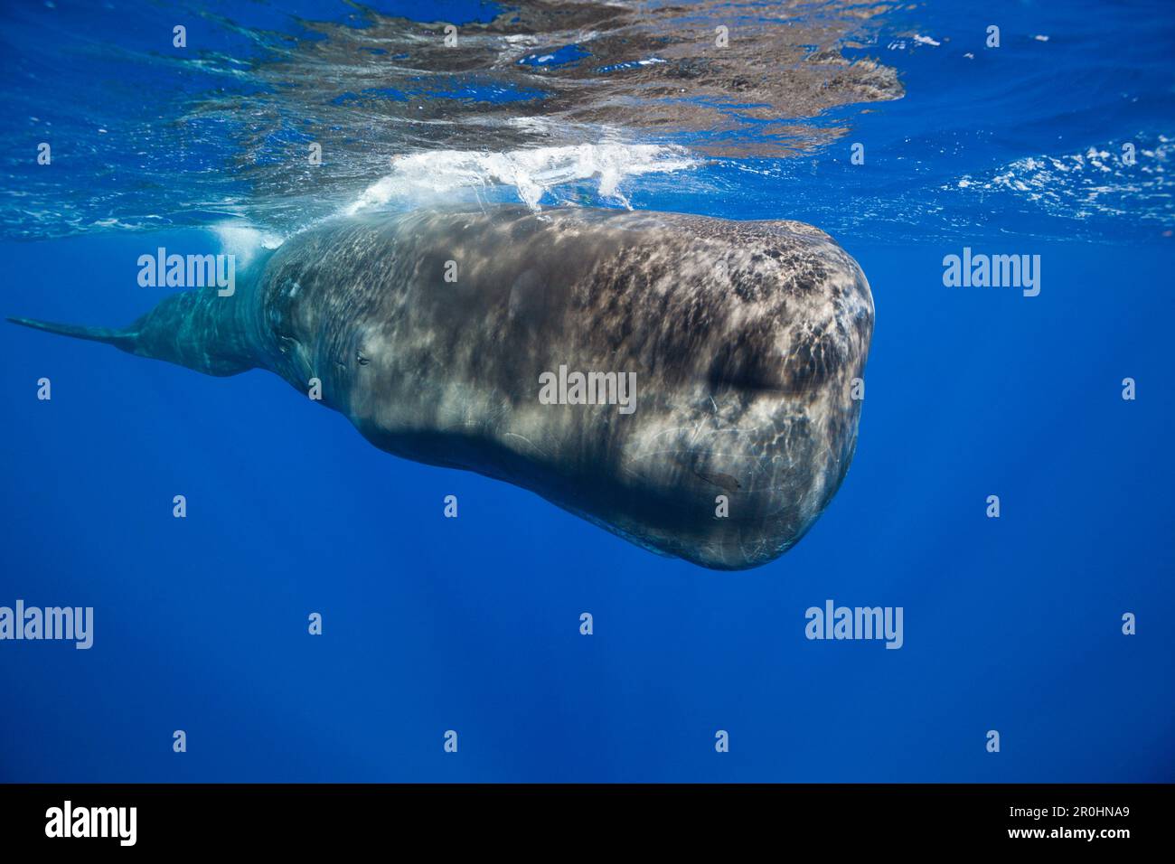 Sperm Whale, Physeter macrocephalus, Tenerife, Canary Islands, Spain ...
