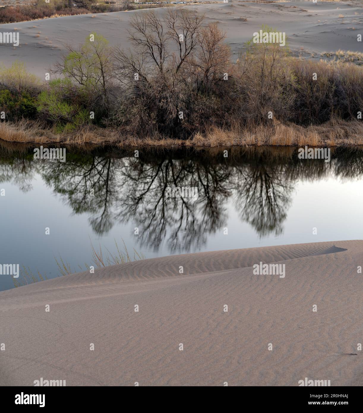 Desert with sand and pond reflection trees Stock Photo - Alamy