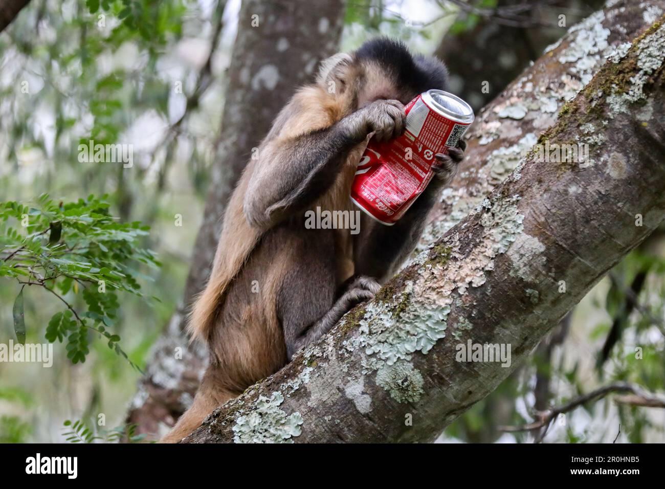 Closeup of tufted capuchin monkey (Sapajus apella), capuchin monkey ...