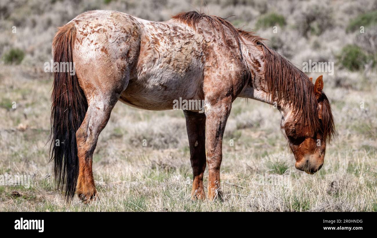 Wild Musting in the desert of southern Idaho with many scars Stock ...