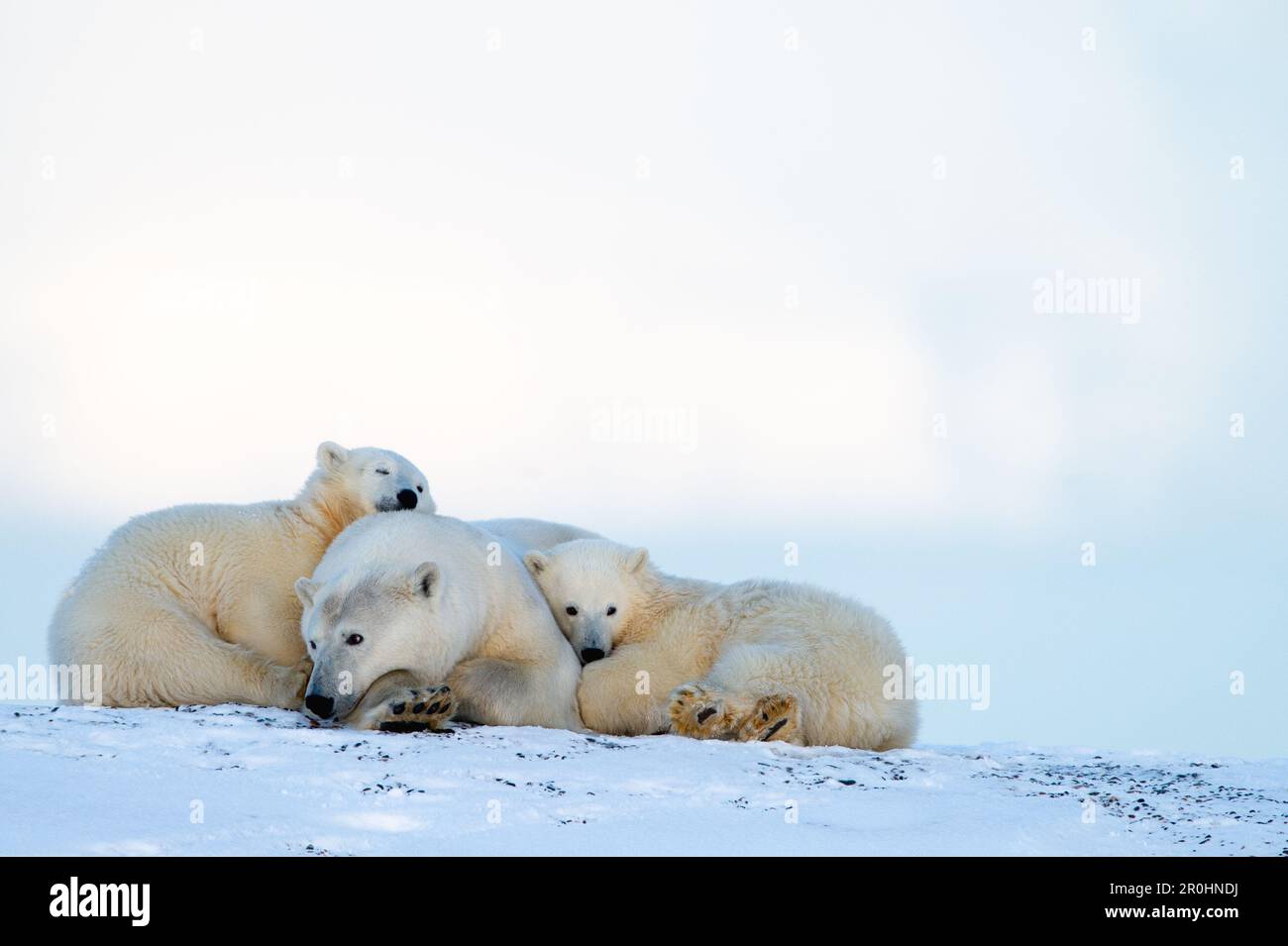 A mother polar bear(Ursus maritimus) snuggled with her two cubs. Photographed in the Arctic ...