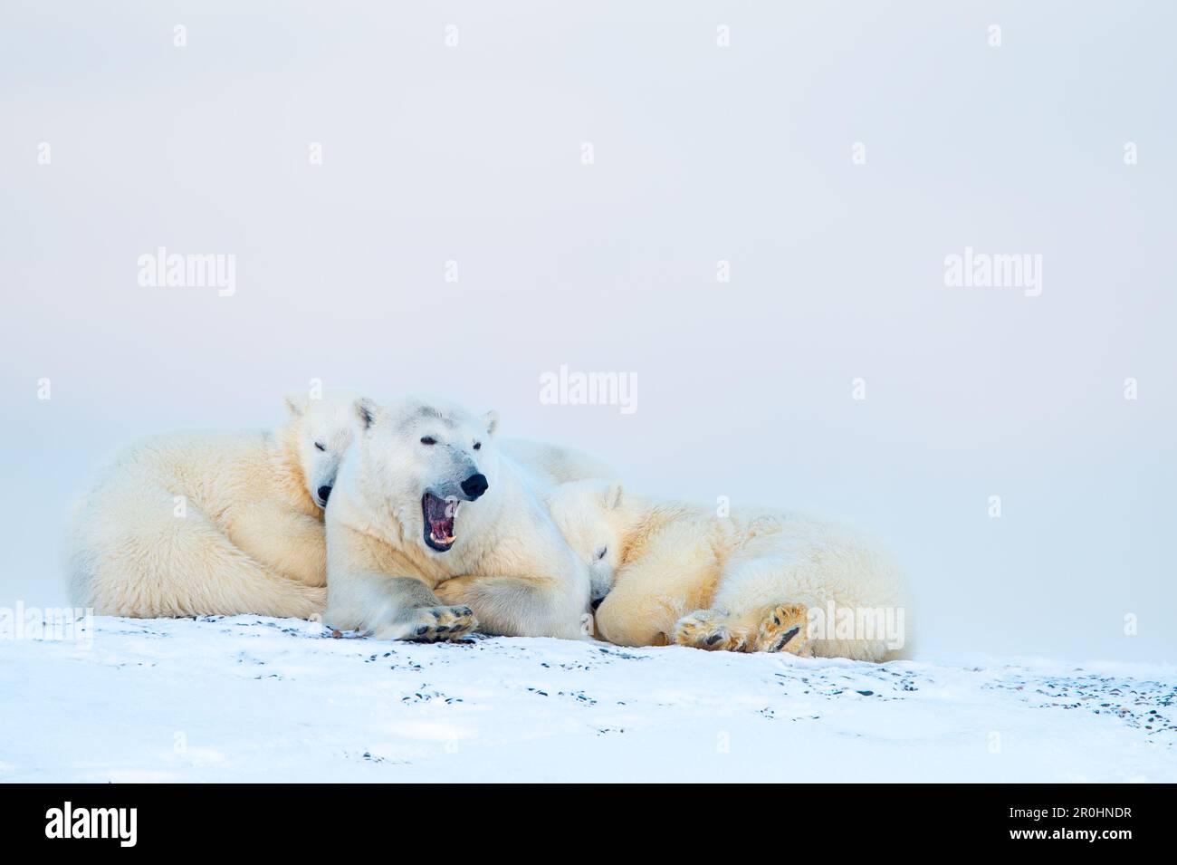 A mother polar bear(Ursus maritimus) snuggled with her two cubs. Photographed in the Arctic ...