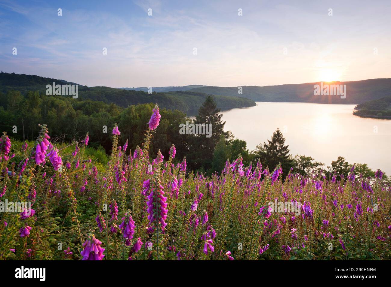 Foxglove (Digitalis purpurea) at the edge of a wood, view over the Rur ...
