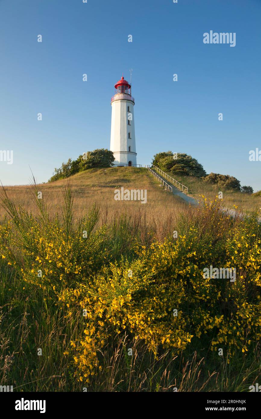 Gorse in front of the lighthouse at Dornbusch, Hiddensee island ...
