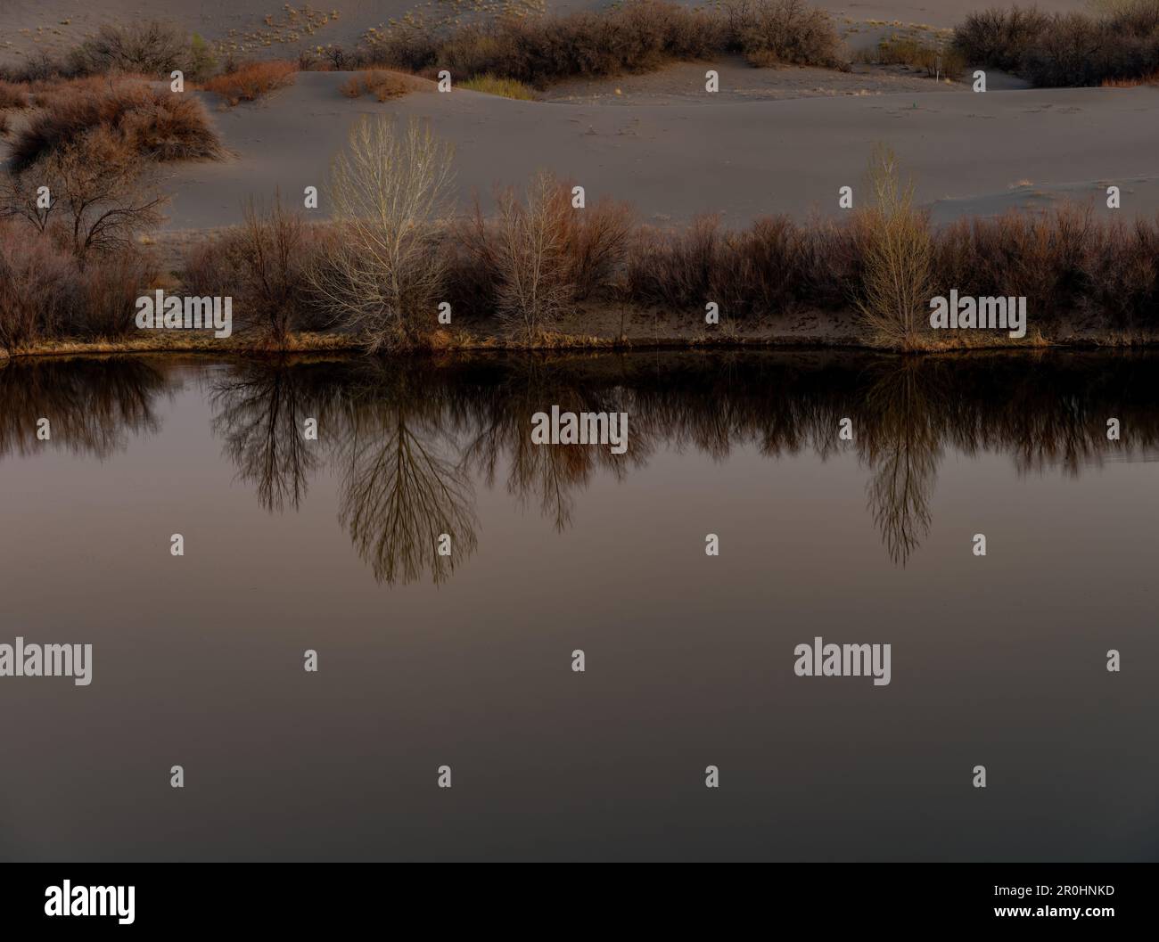 Sunrise tree reflection in a still water lake Stock Photo - Alamy