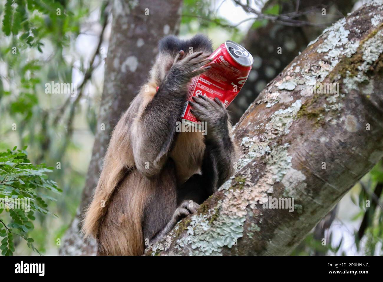 Closeup of tufted capuchin monkey (Sapajus apella), capuchin monkey ...