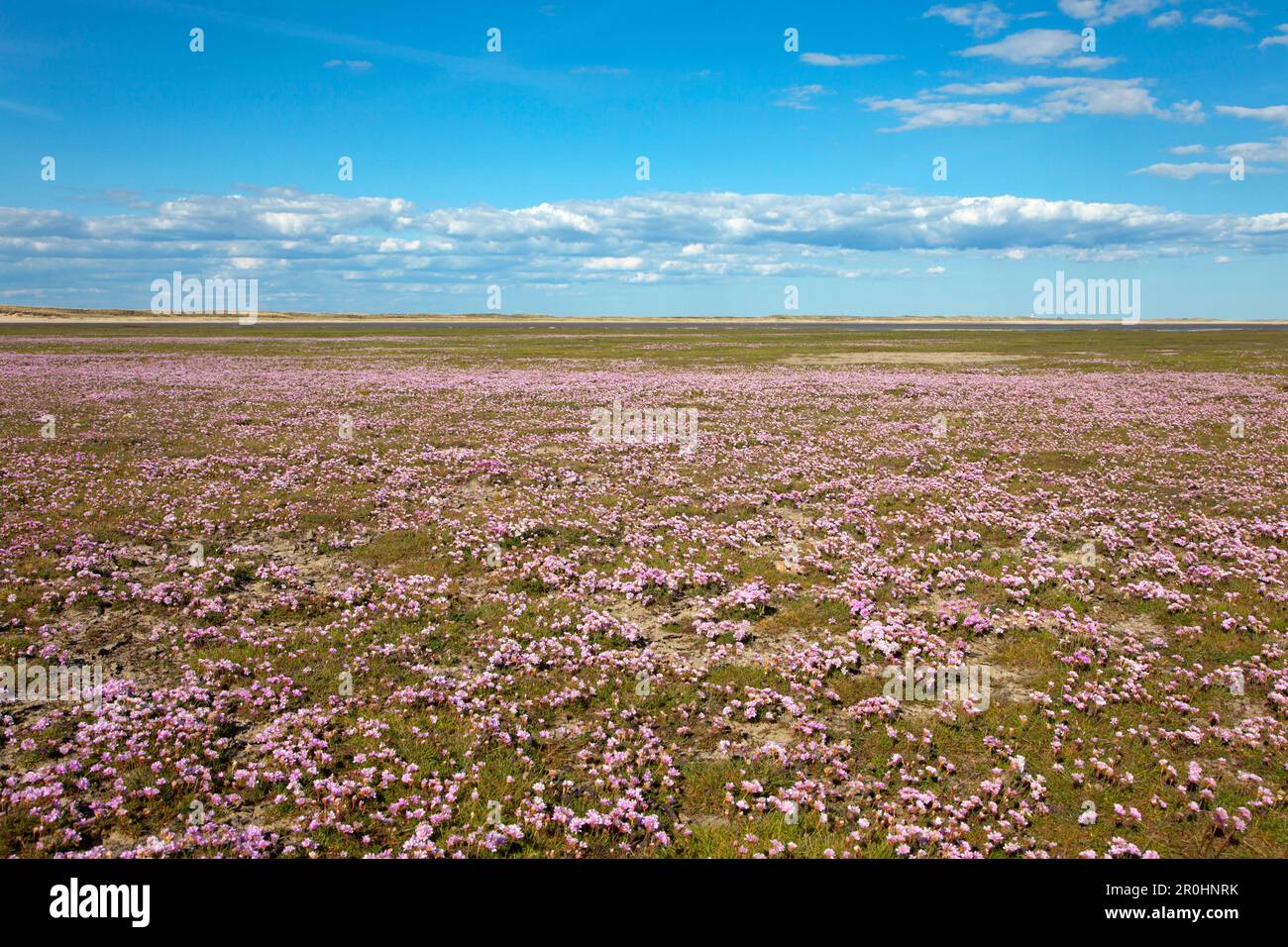 Field of sea pinks, Ellenbogen peninsula, Sylt island, North Sea, North ...