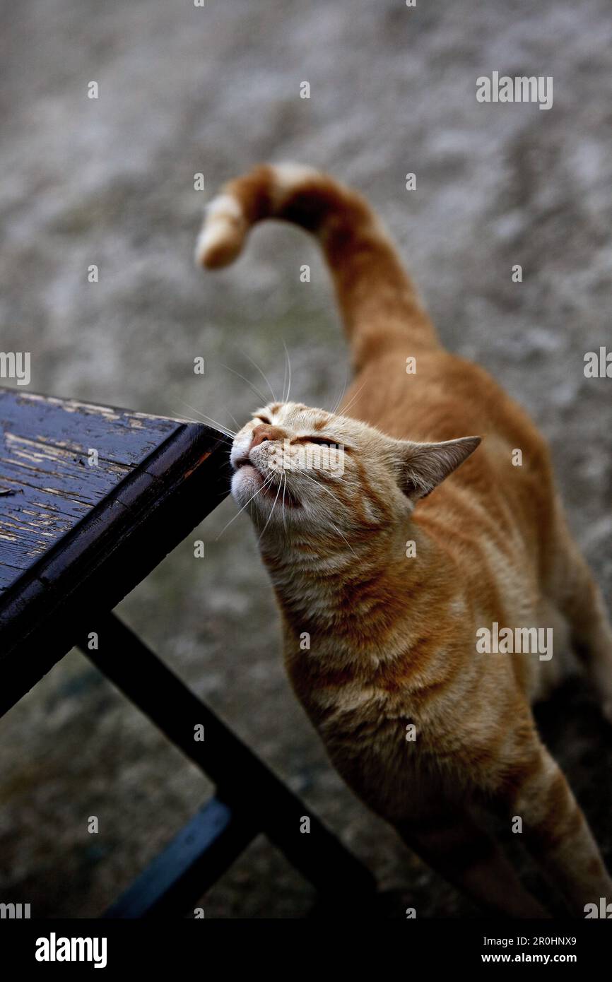 Cat striping her head on a bench, Hvar, Dalmatia, Croatia Stock Photo ...