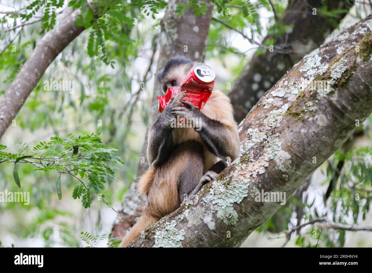 Closeup of tufted capuchin monkey (Sapajus apella), capuchin monkey ...
