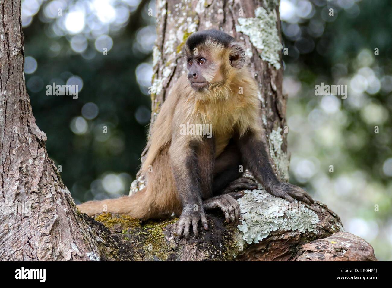Closeup of tufted capuchin monkey (Sapajus apella), capuchin monkey ...