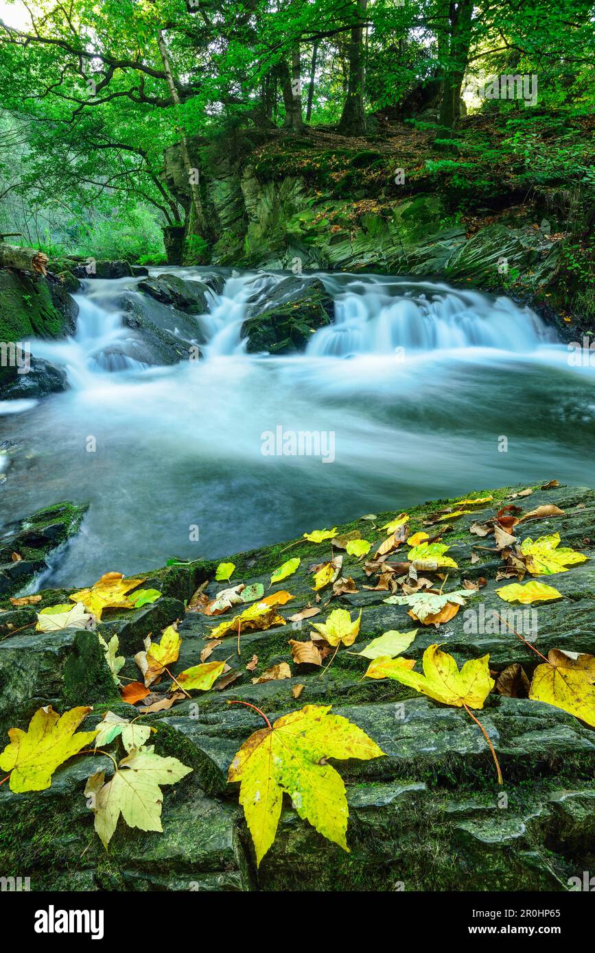 River Selke Fall, Selke Valley, Harz Mountains, Saxony-Anhalt, Germany ...