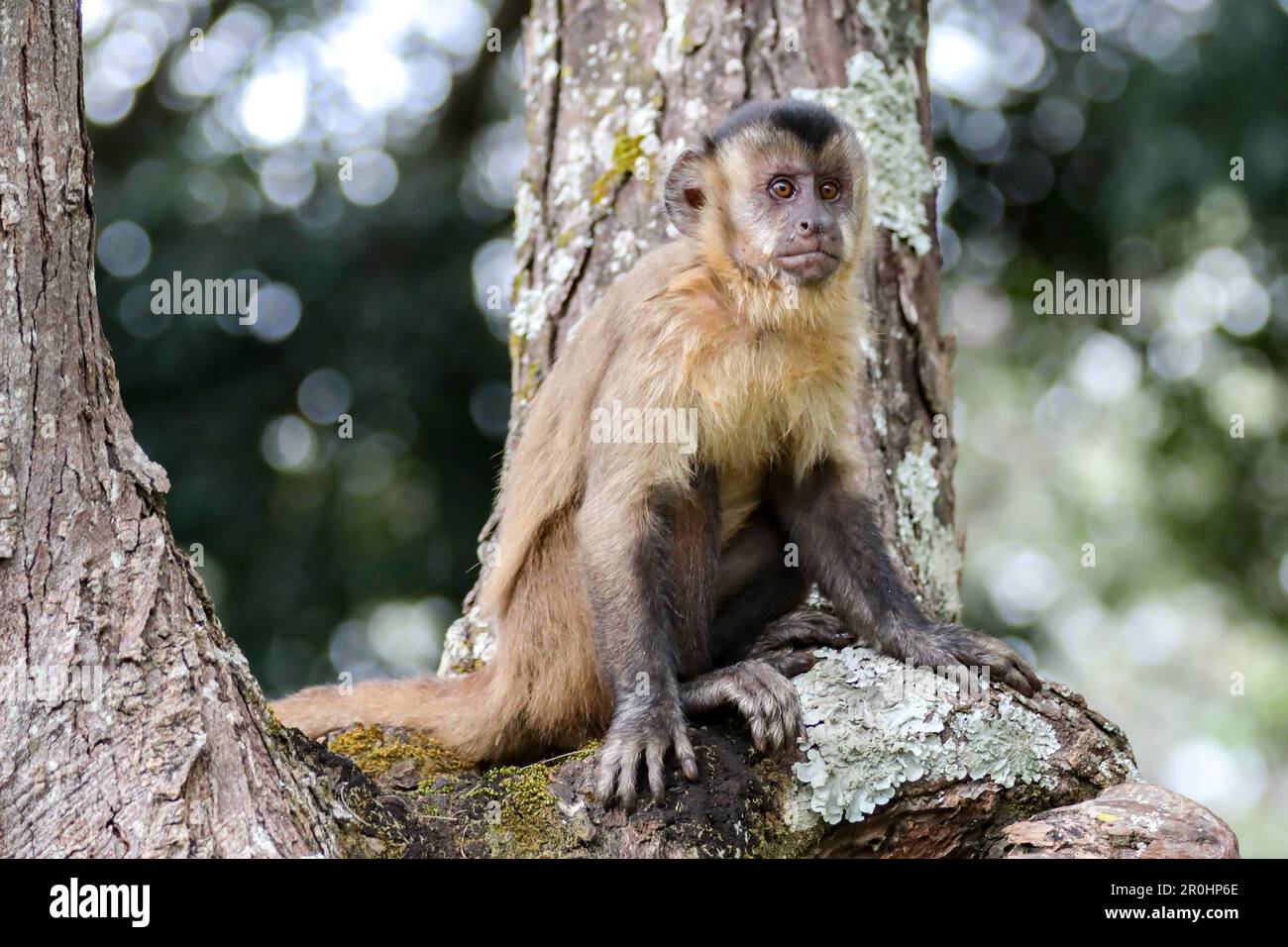 Closeup of tufted capuchin monkey (Sapajus apella), capuchin monkey ...