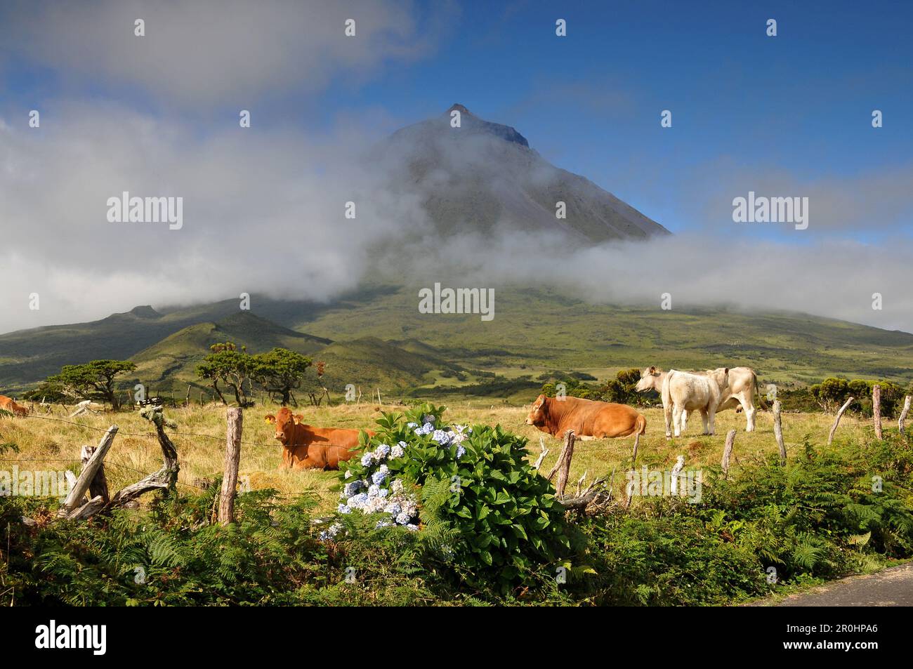 Cows beneath the vulcano, Ponta do Pico, Island of Pico, Azores ...