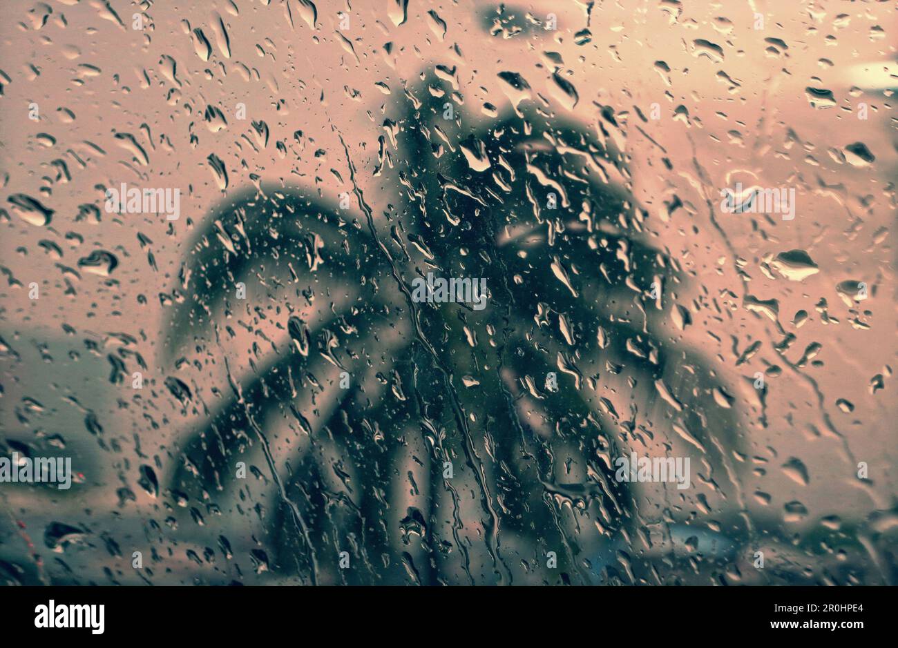 Palmtree through a window with raindrops, Manila, Luzon, Philippines ...