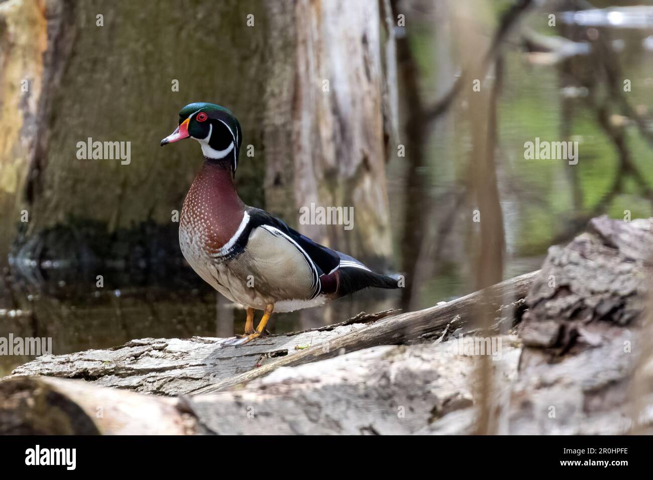 A male Wood Duck on alert on a log in a pond in Southwestern Ontario ...