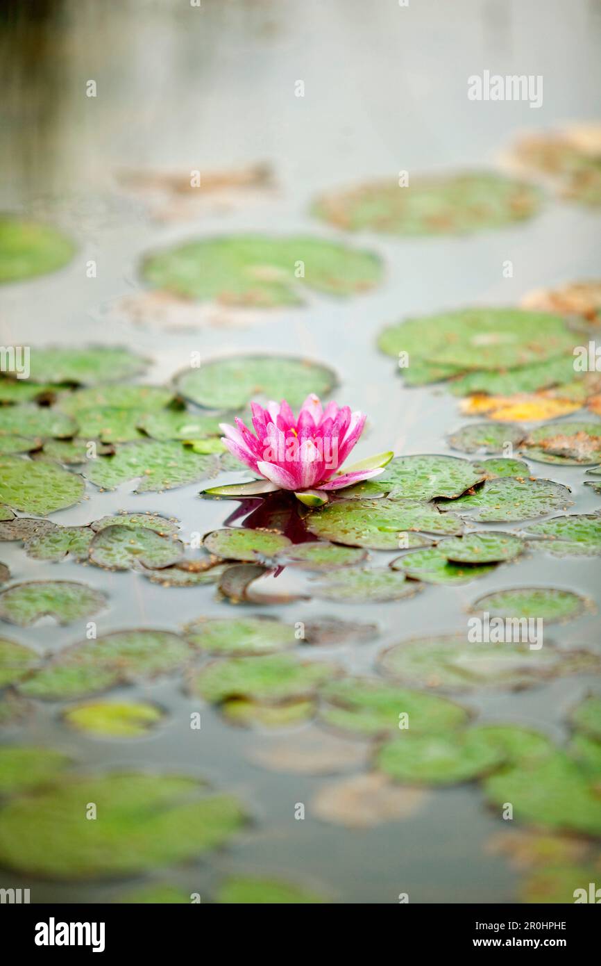 Perspective view water lily hi-res stock photography and images - Alamy