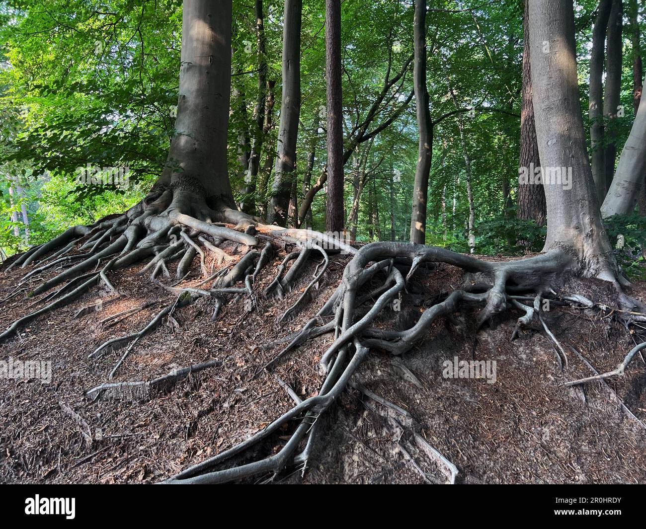 Tree roots visible through ground in forest Stock Photo - Alamy