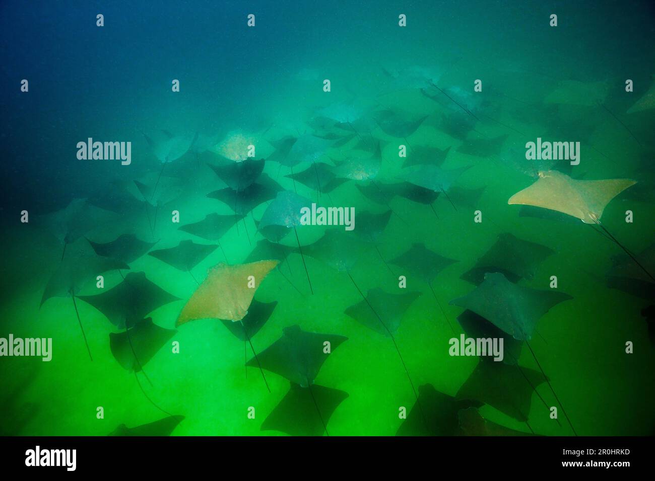 School of Pacific Cownose Ray, Rhinoptera steindachneri, Cabo Pulmo ...