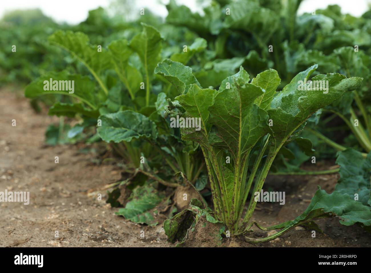 White beet plants with green leaves growing in field Stock Photo - Alamy