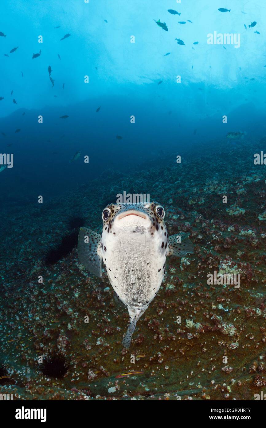 Common Porcupinefish, Diodon hystrix, San Benedicto, Revillagigedo ...