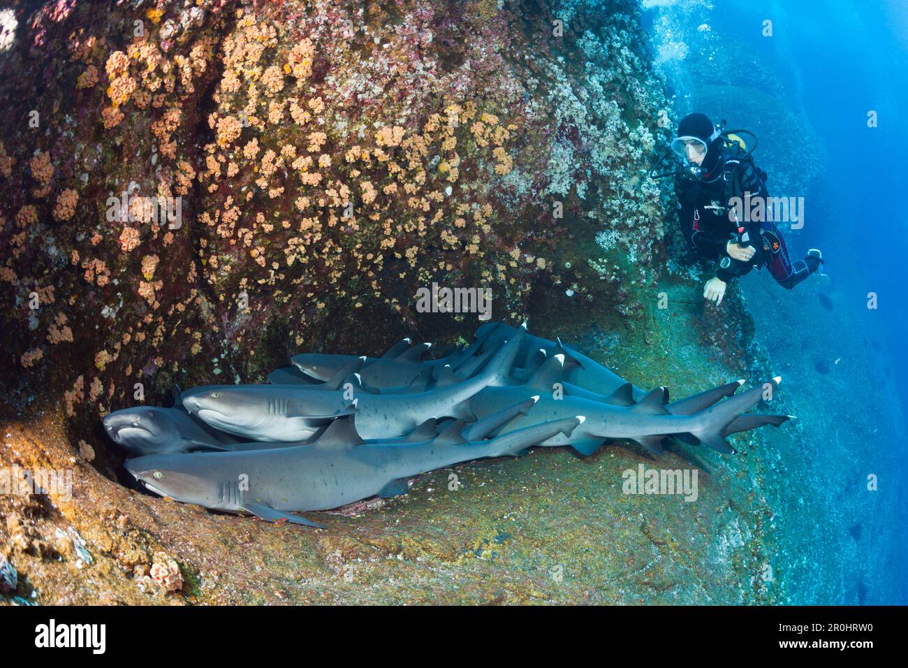 Cave shark hi-res stock photography and images - Alamy