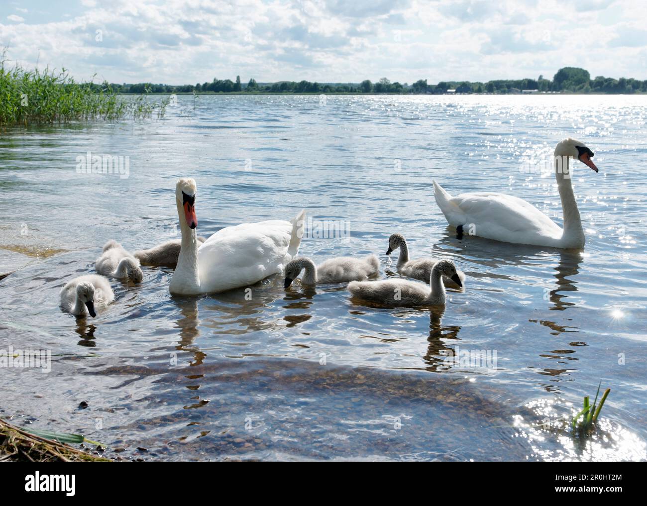 Swan motif hi-res stock photography and images - Alamy