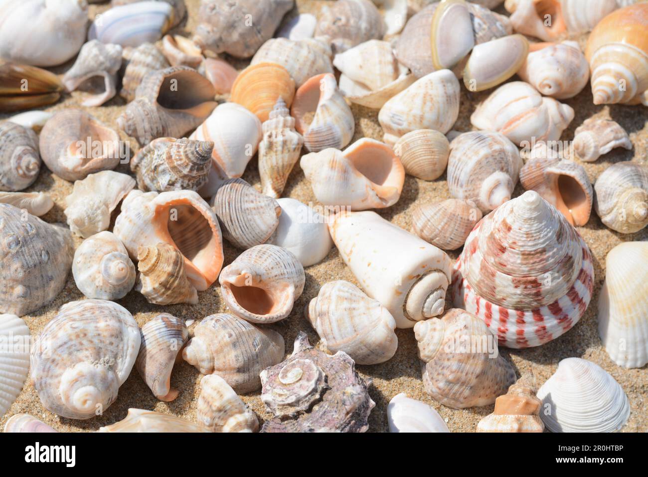 Beautiful sea shells hi-res stock photography and images - Alamy