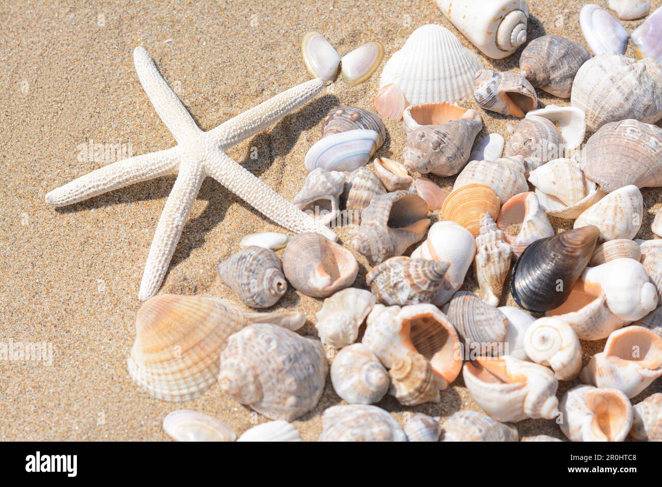 Beautiful starfish and sea shells on sand, closeup Stock Photo - Alamy